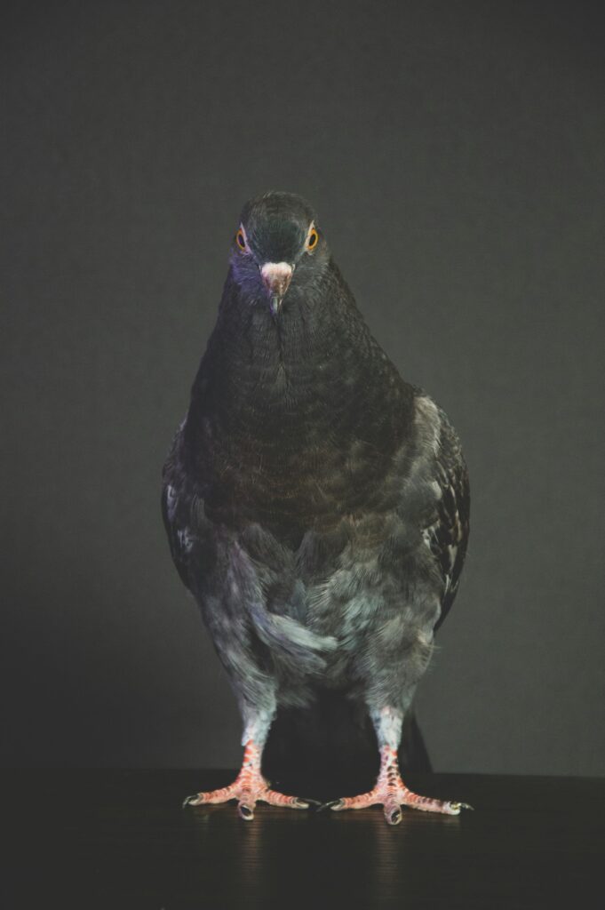 Car Parking Net System - Vashudev Bird Control